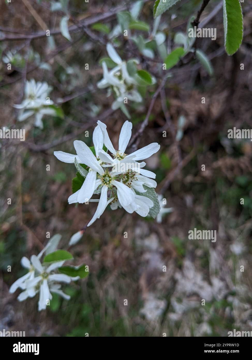 Snowy Mespilus (Amelanchier ovalis Stock Photo - Alamy