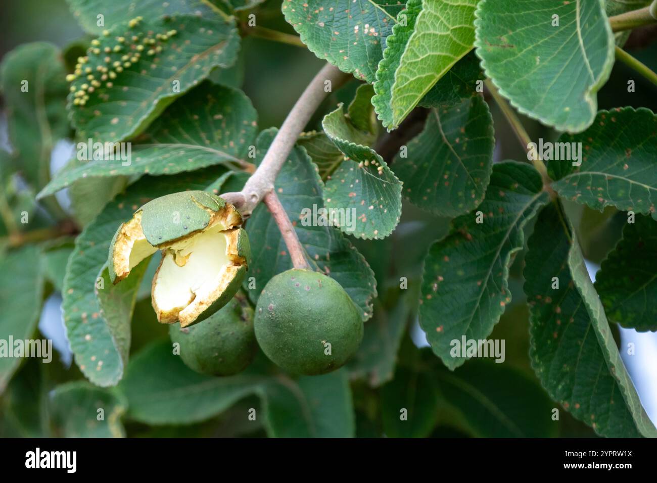 Ripe Pequi fruit (Caryocar brasiliense), wild fruits typical of the ...