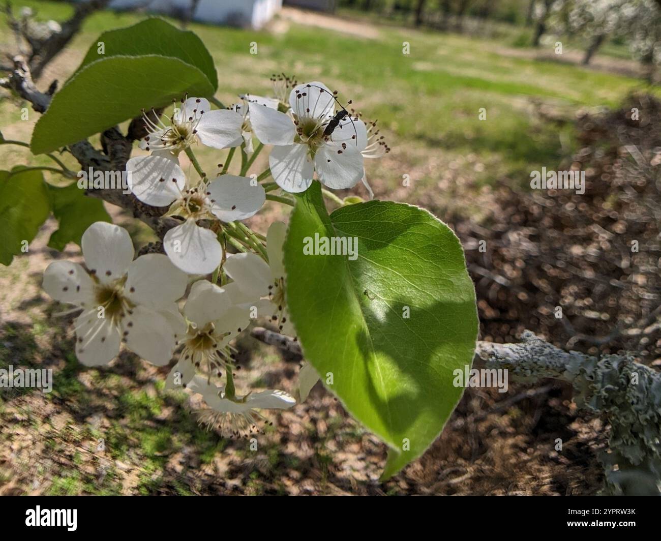Bimaculate Longhorn Beetle (Molorchus bimaculatus Stock Photo - Alamy