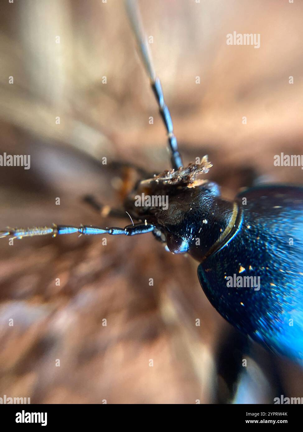 Violet ground beetle (Carabus violaceus Stock Photo - Alamy
