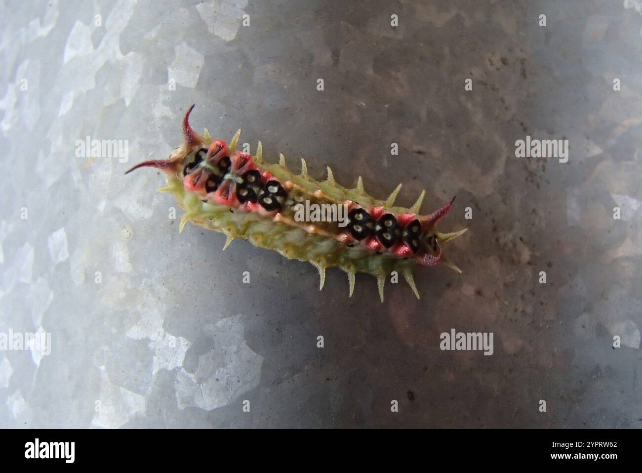 Four-spotted Cup Moth (Doratifera quadriguttata Stock Photo - Alamy