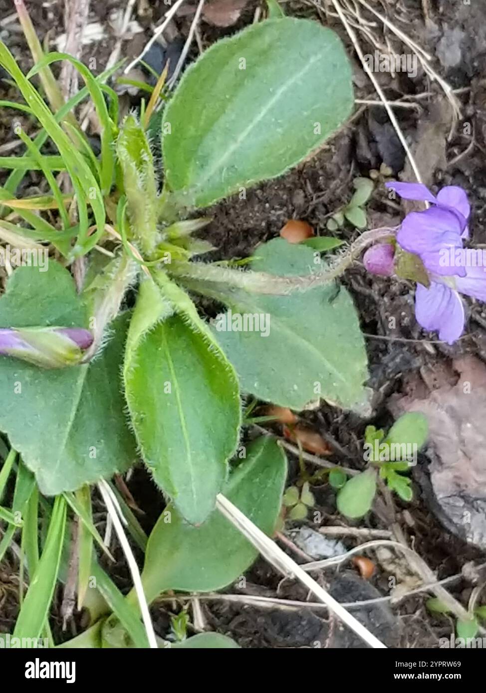 downy blue violet (Viola fimbriatula Stock Photo - Alamy