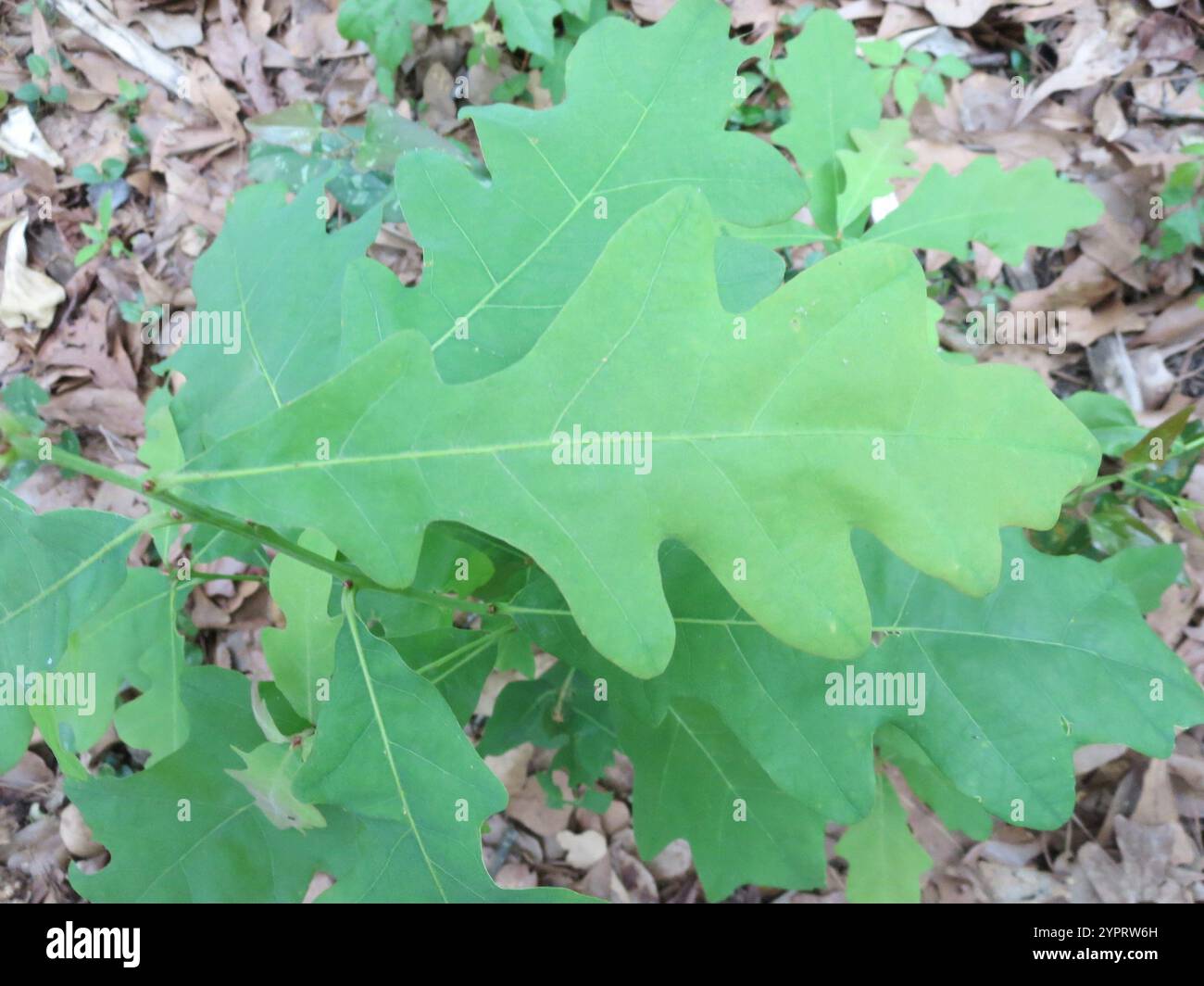 white oak (Quercus alba Stock Photo - Alamy