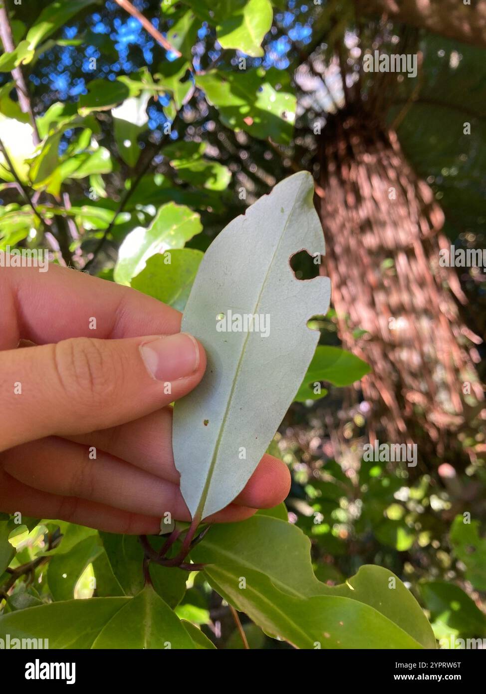 Lowland Horopito (Pseudowintera axillaris Stock Photo - Alamy