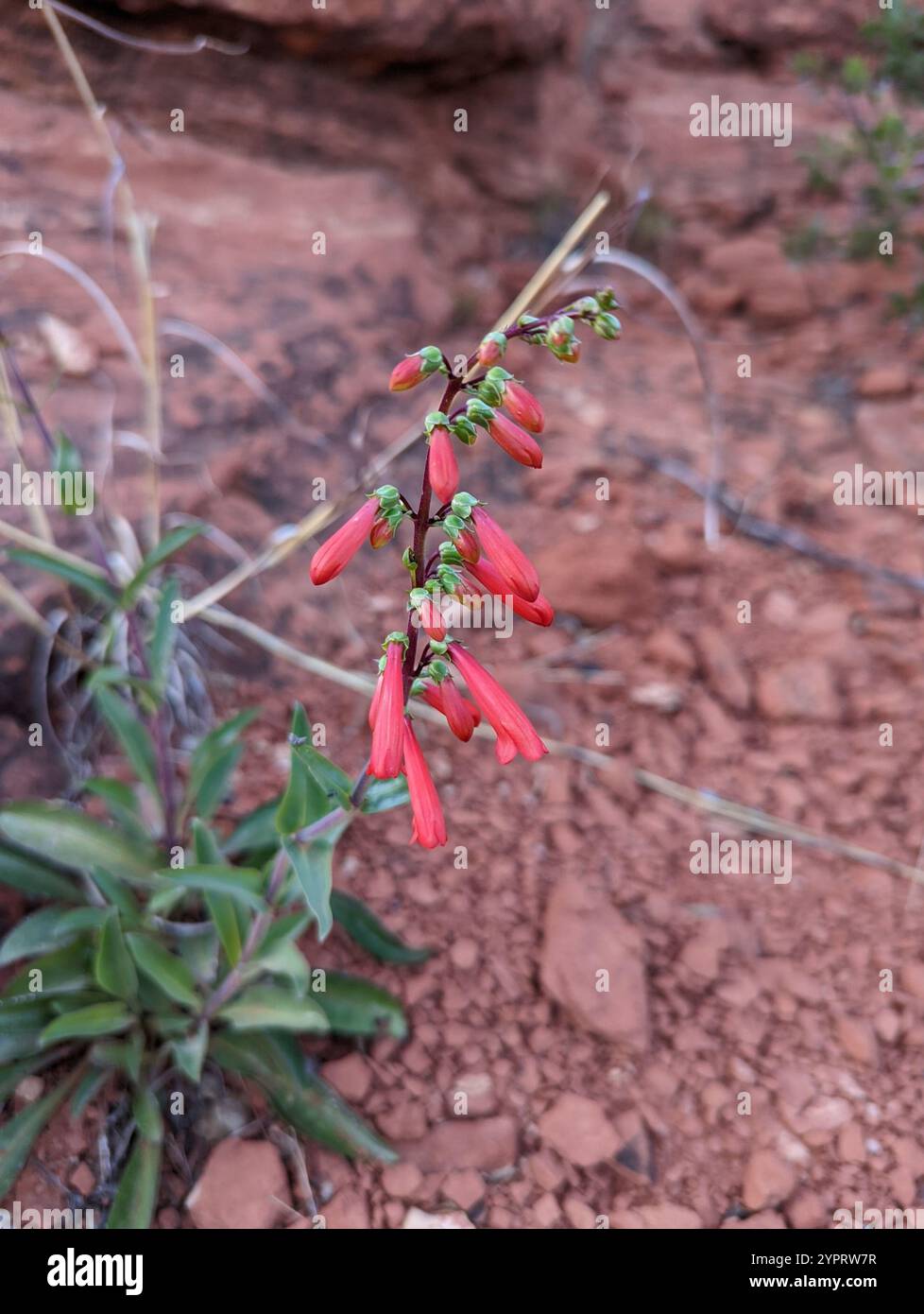 firecracker penstemon (Penstemon eatonii Stock Photo - Alamy