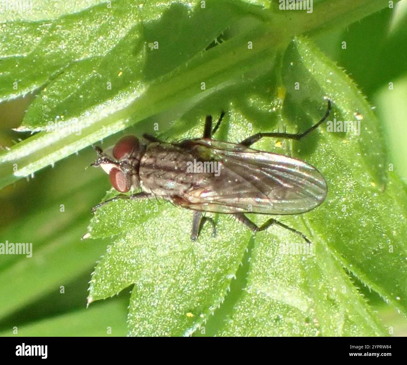 Root-maggot Flies (Anthomyiidae Stock Photo - Alamy