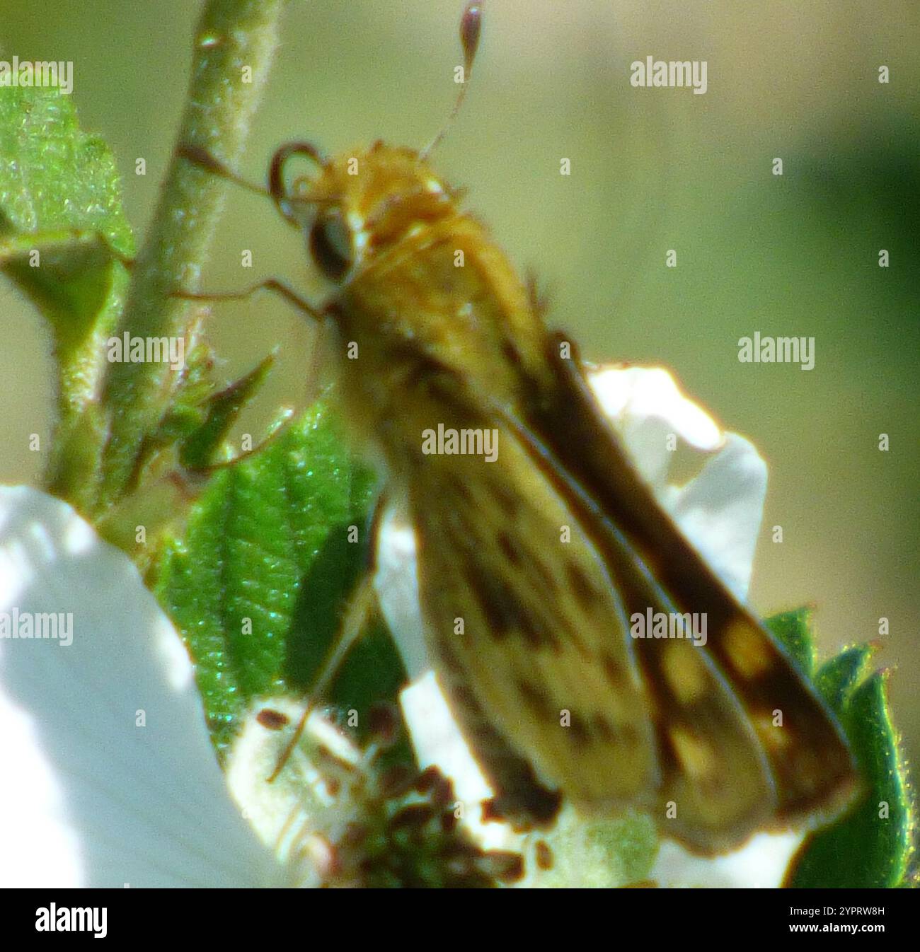 Fiery Skipper (Hylephila phyleus Stock Photo - Alamy