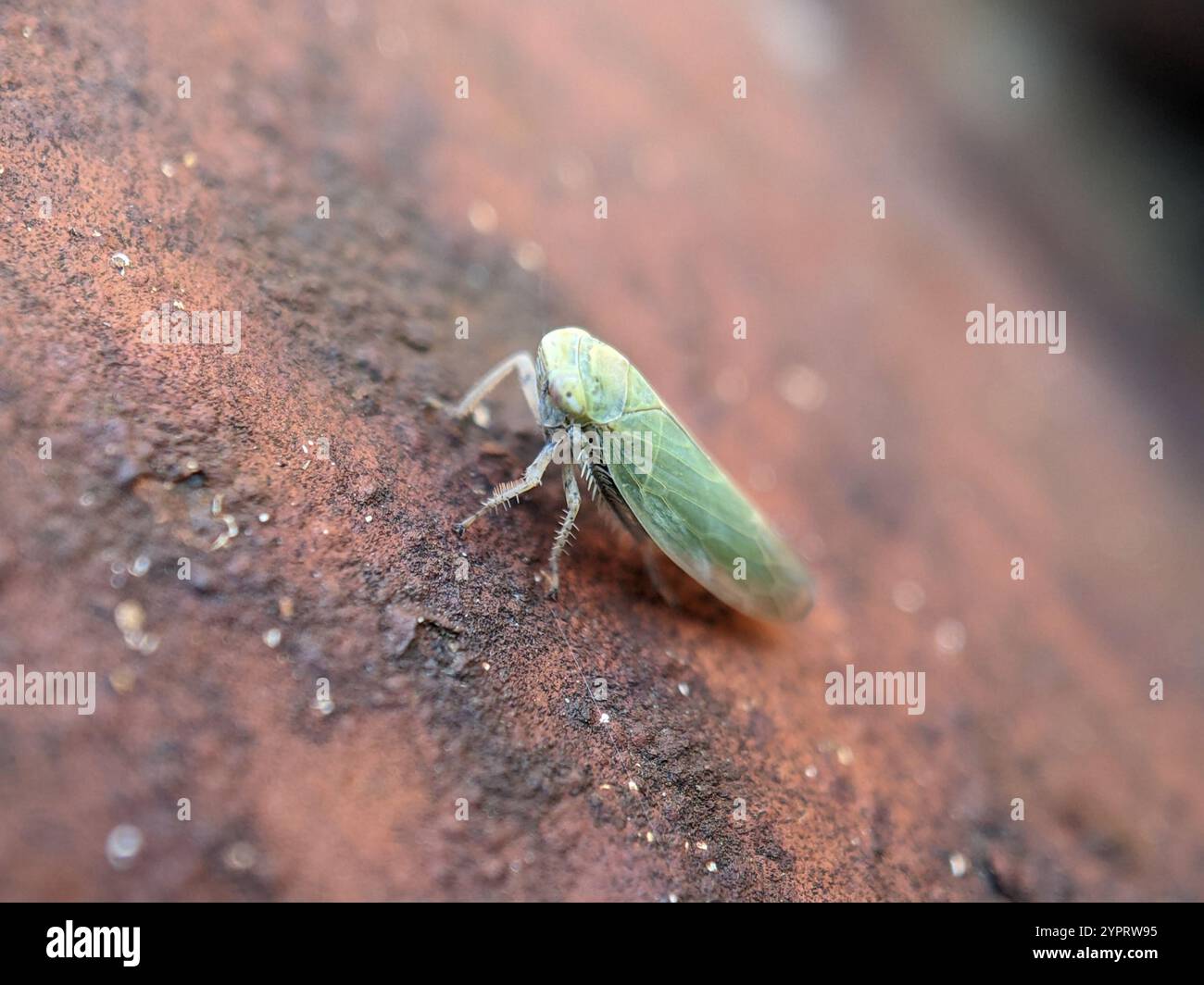 Thamnotettix hi-res stock photography and images - Alamy