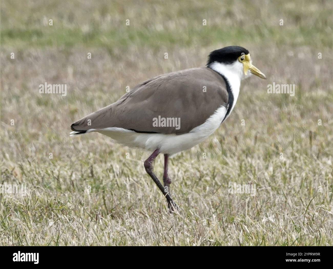 Black-shouldered Masked Lapwing (Vanellus miles novaehollandiae Stock ...