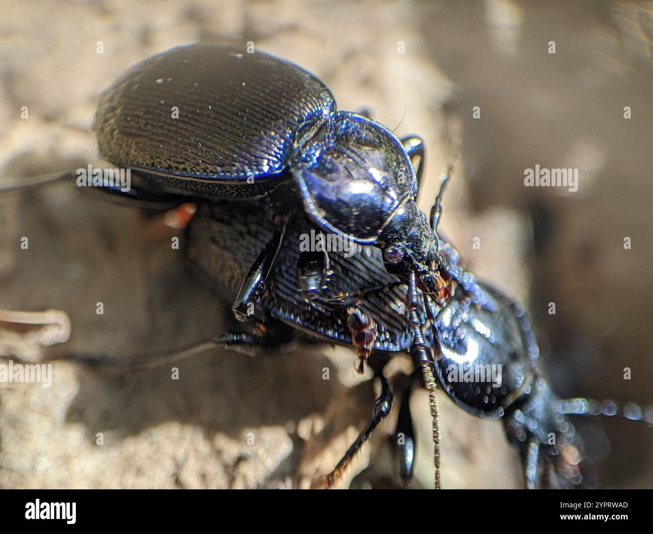 Small Snail-eating Ground Beetle (Sphaeroderus stenostomus Stock Photo ...