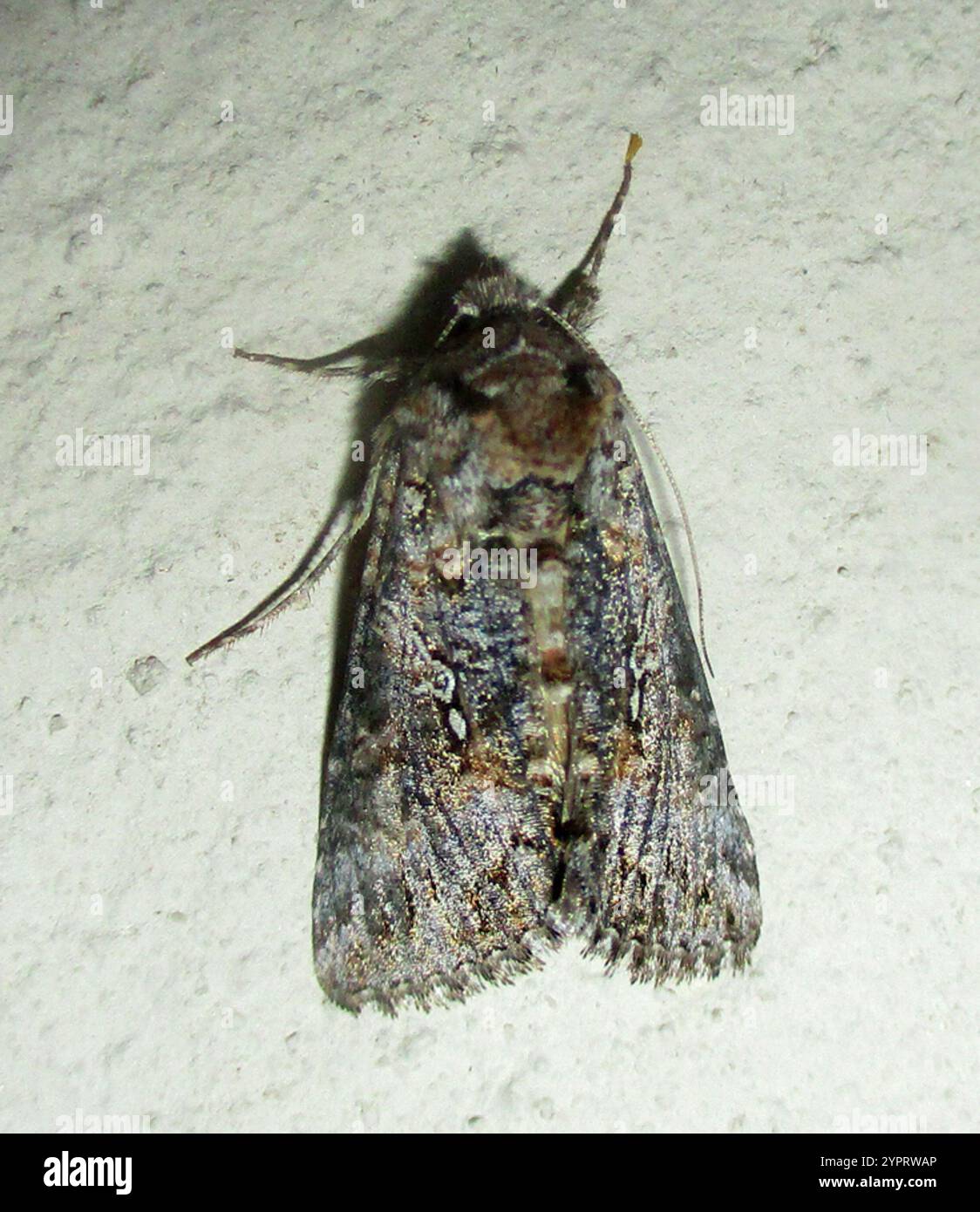 Butterflies and Moths (Lepidoptera Stock Photo - Alamy