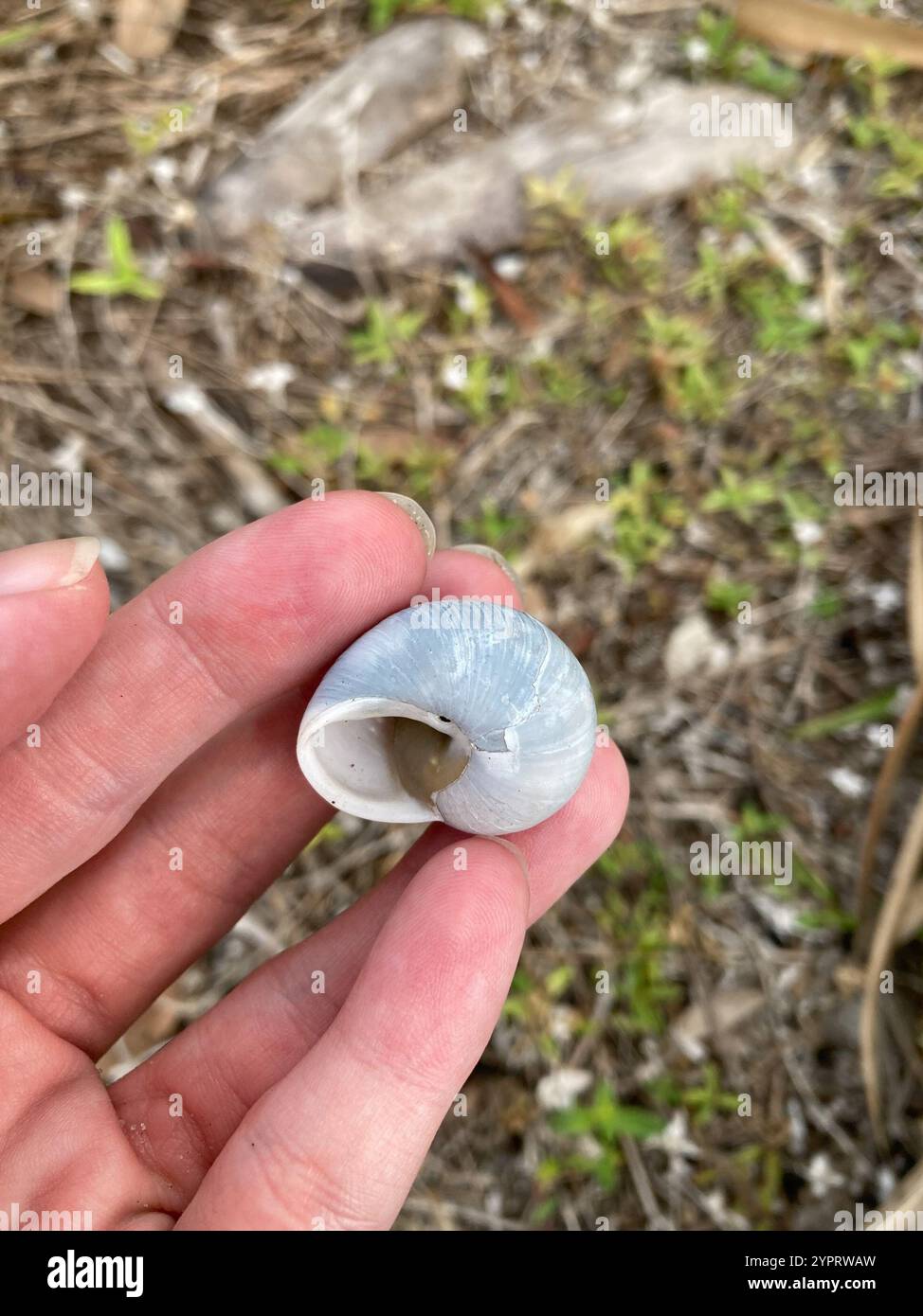 Cuban Brown Snail (Zachrysia provisoria Stock Photo - Alamy