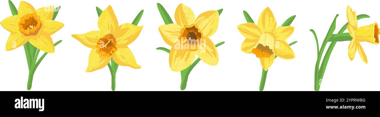 yellow daffodils isolated on white Stock Vector Image & Art - Alamy