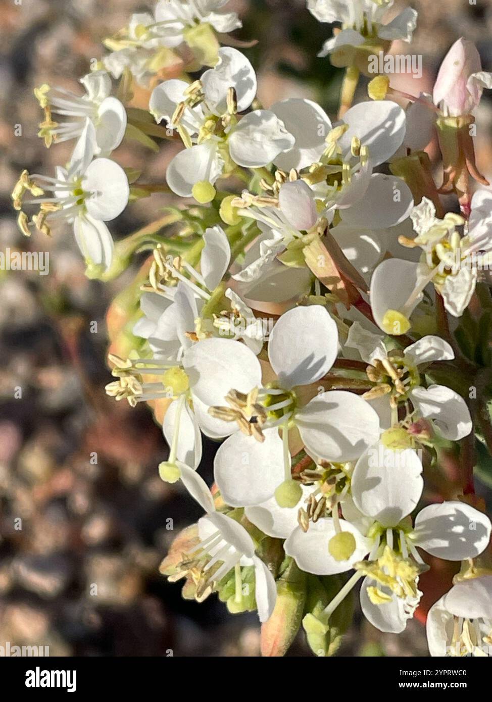 Booth's Evening Primrose (Eremothera boothii Stock Photo - Alamy