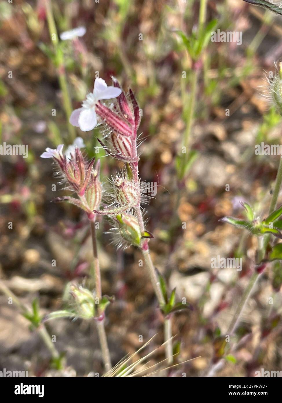 Small-flowered Catchfly (Silene gallica Stock Photo - Alamy