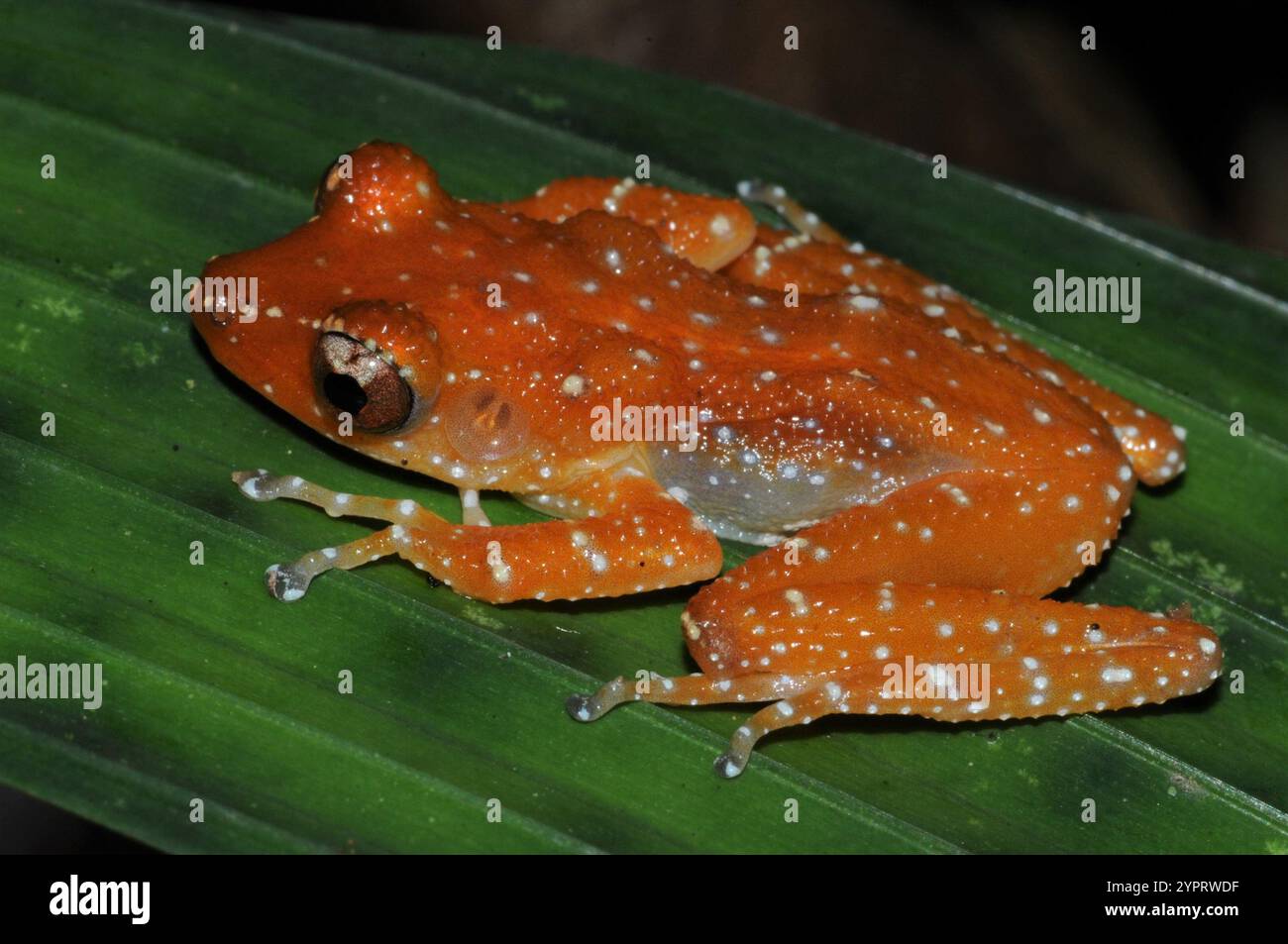 Peter's Tree Frog (Nyctixalus pictus Stock Photo - Alamy