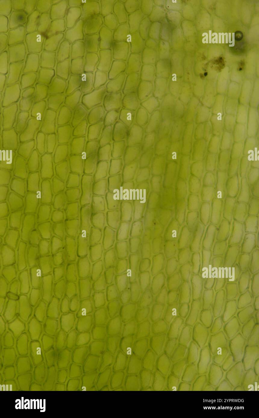 common bladder moss (Physcomitrium pyriforme Stock Photo - Alamy