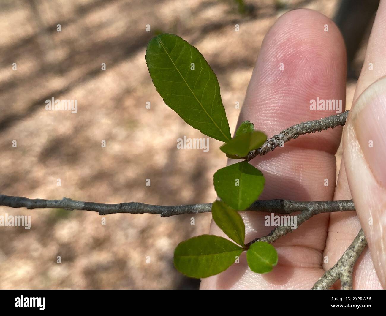 possumhaw (Ilex decidua Stock Photo - Alamy