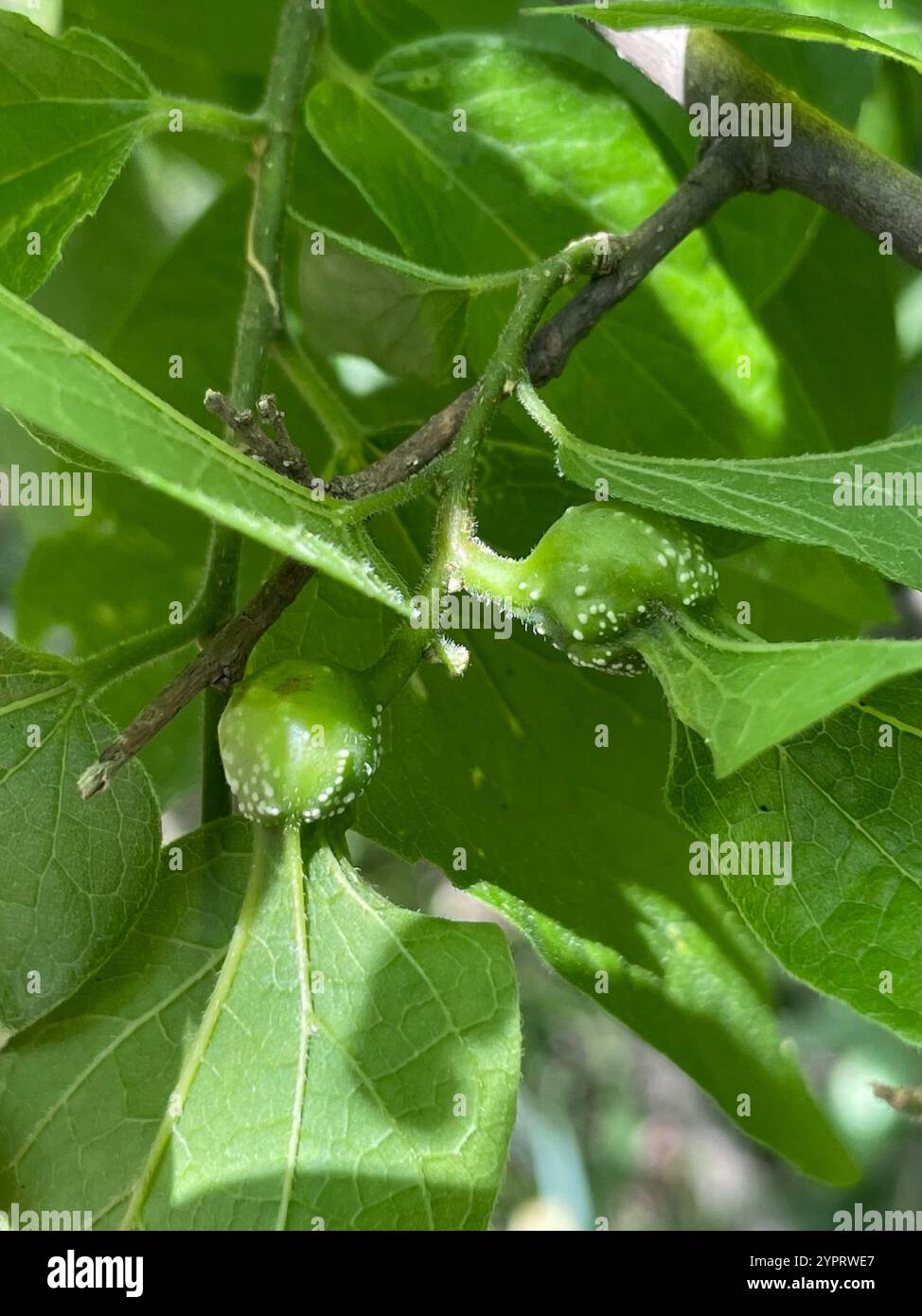 Hackberry Petiole Gall Psyllid (Pachypsylla venusta Stock Photo - Alamy