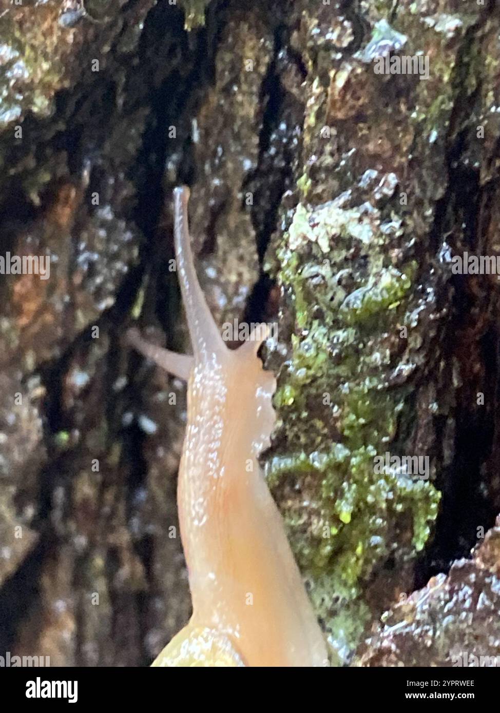 Golden Semi-slug (Mysticarion porrectus Stock Photo - Alamy