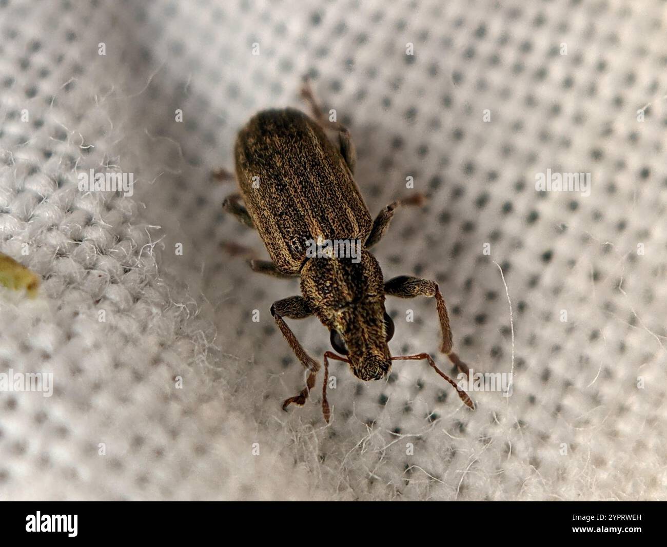 Pea Weevil (Sitona lineatus Stock Photo - Alamy
