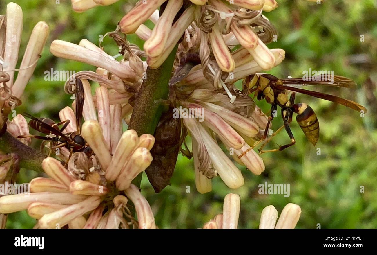 Polistes major major hi-res stock photography and images - Alamy