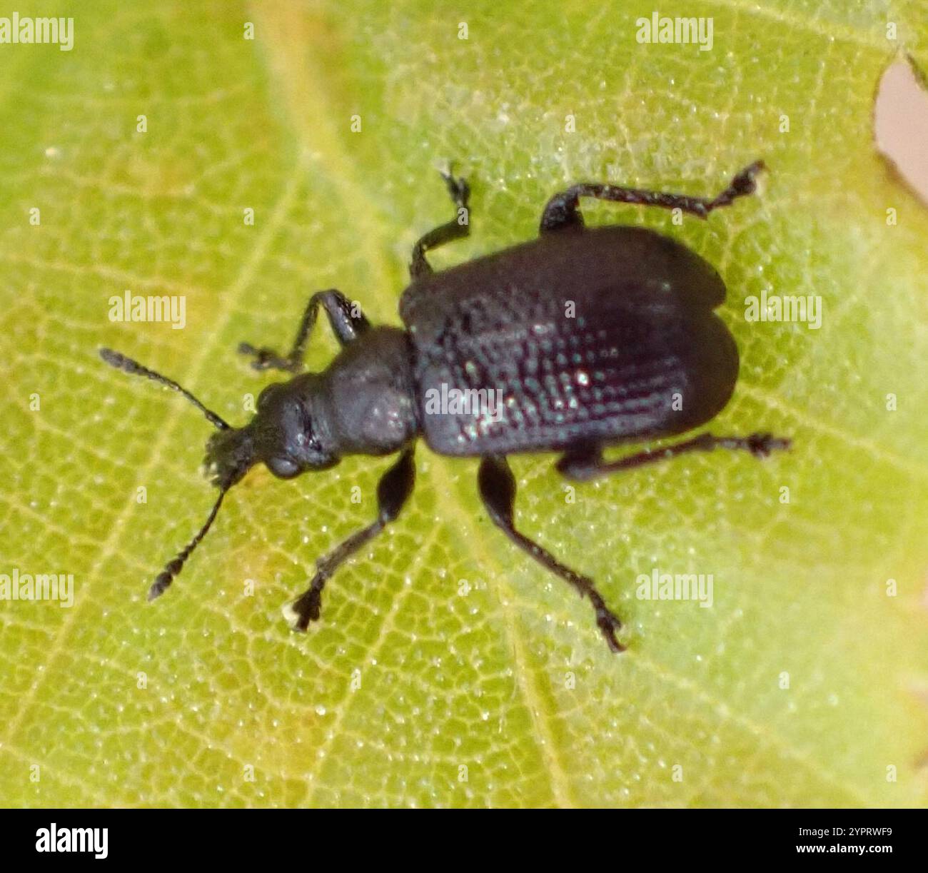 Birch Leaf-rolling Weevil (Deporaus betulae Stock Photo - Alamy