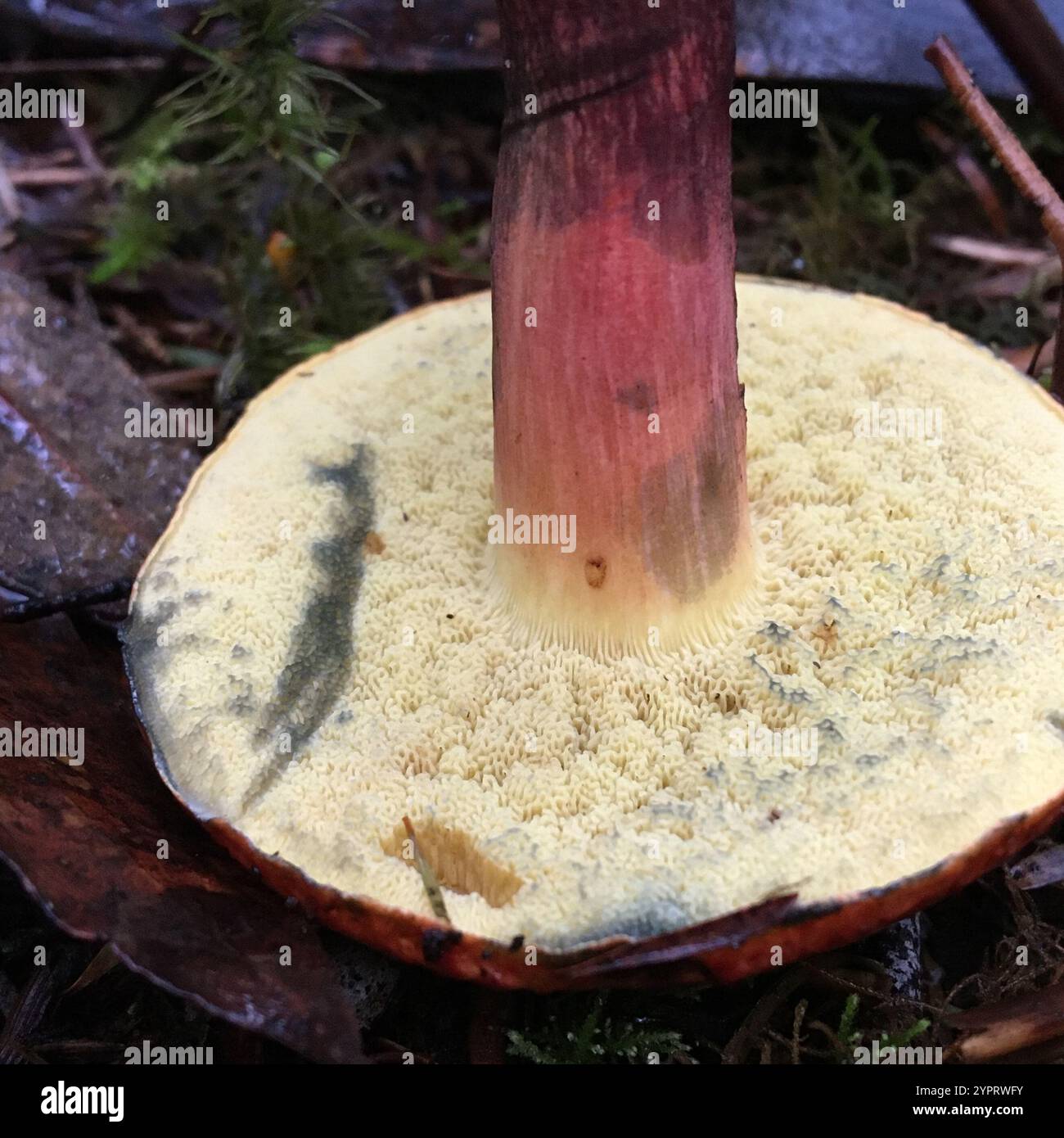 rhubarb bolete (Boletellus obscurecoccineus Stock Photo - Alamy