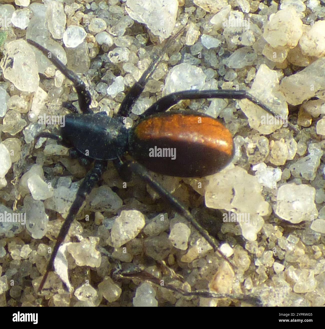 Red-spotted Ant-mimic Sac Spider (Castianeira descripta Stock Photo - Alamy