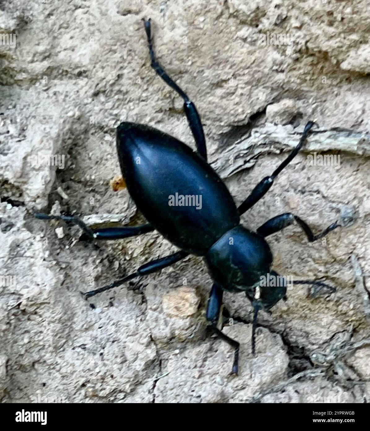 Darkling Beetles (Tenebrionidae Stock Photo - Alamy