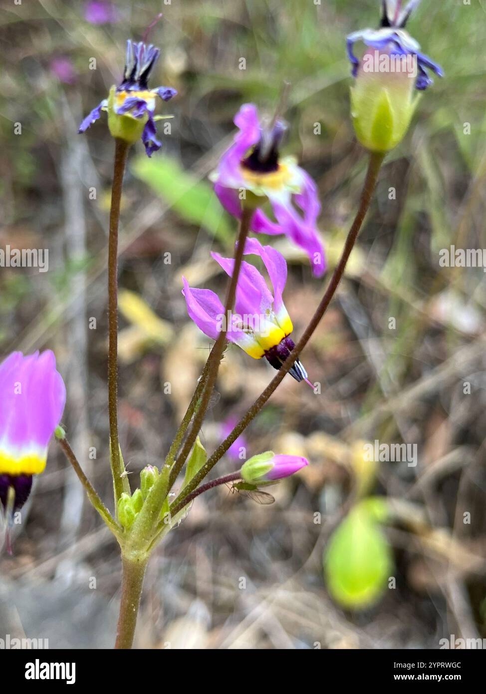 Padre's Shooting Star (Primula clevelandii Stock Photo - Alamy