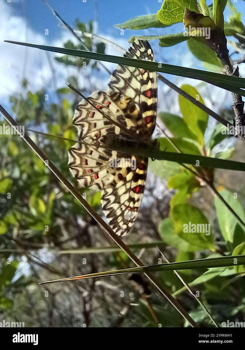 Spanish Festoon (Zerynthia rumina Stock Photo - Alamy