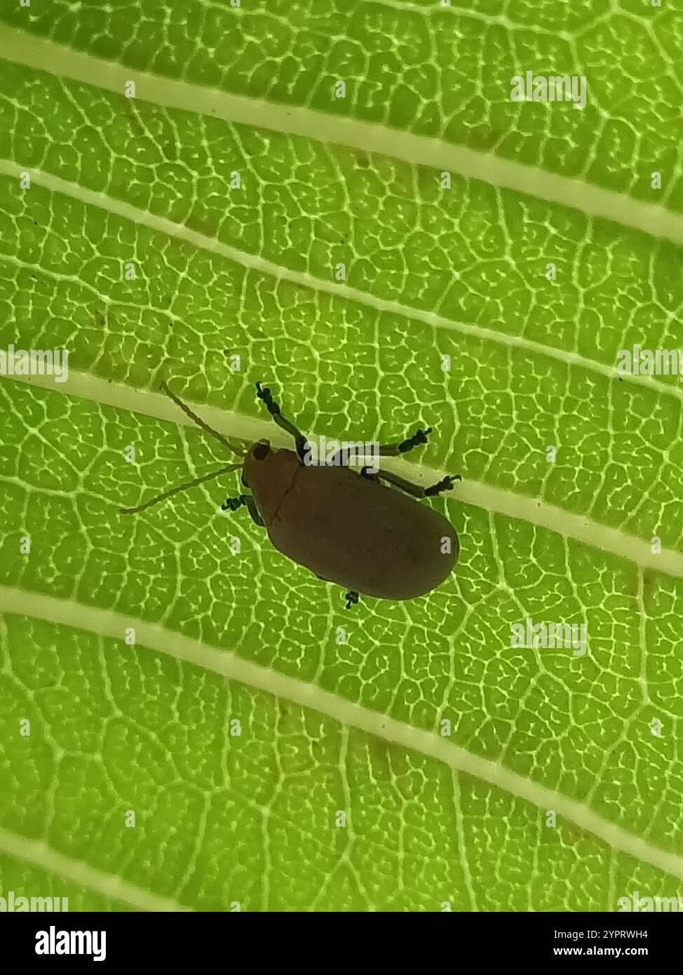 Cynicus hi-res stock photography and images - Alamy