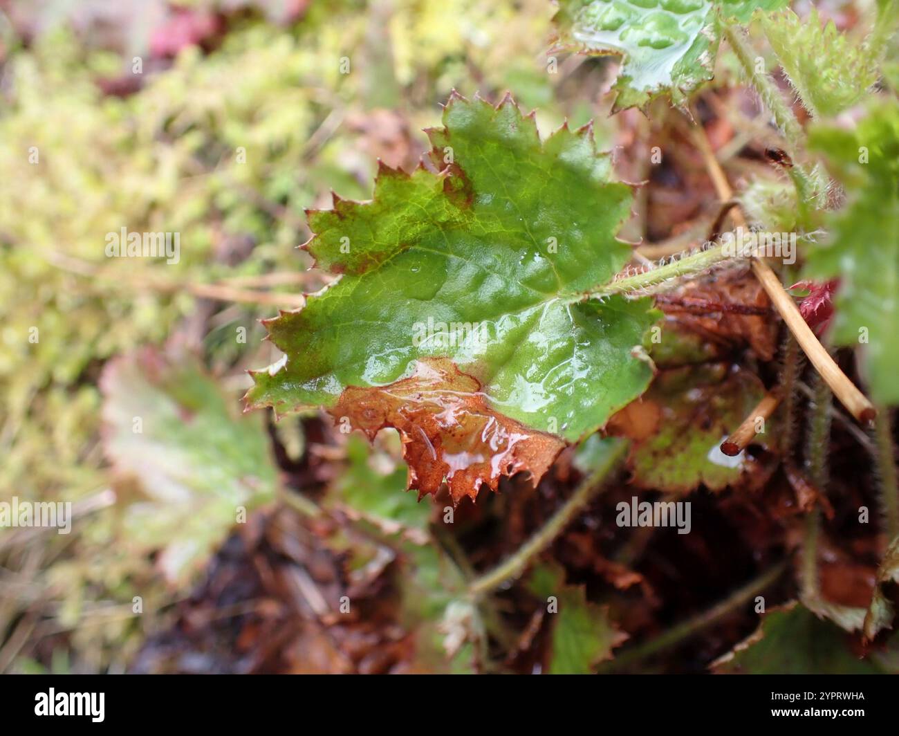 crevice alumroot (Heuchera micrantha Stock Photo - Alamy