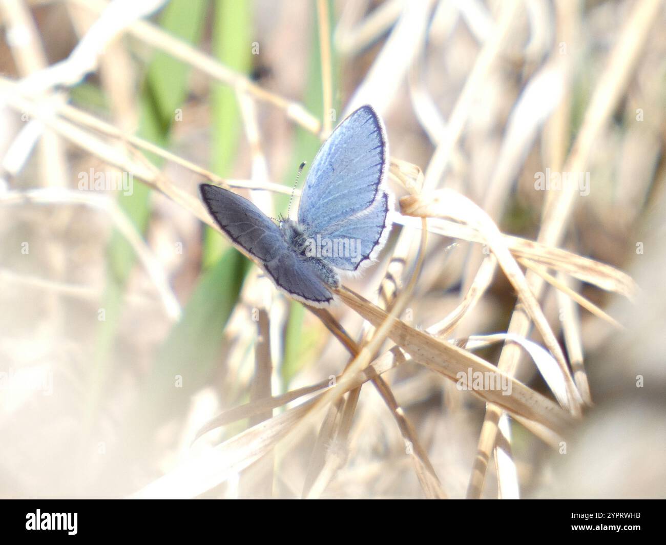 Provençal short-tailed blue (Cupido alcetas Stock Photo - Alamy