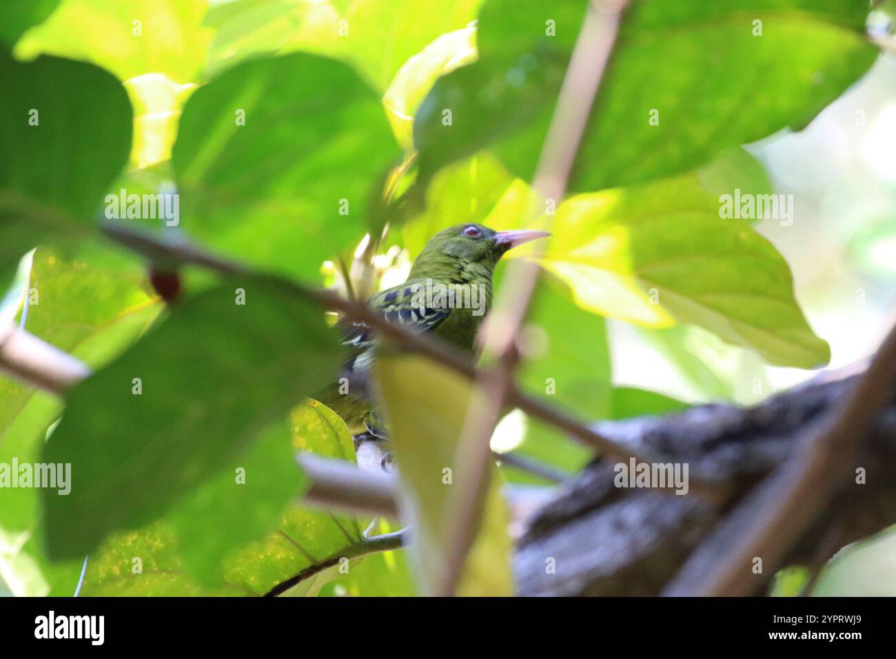 Green Oriole (Oriolus flavocinctus Stock Photo - Alamy