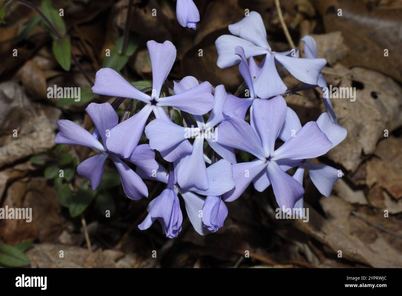 blue phlox (Phlox divaricata Stock Photo - Alamy