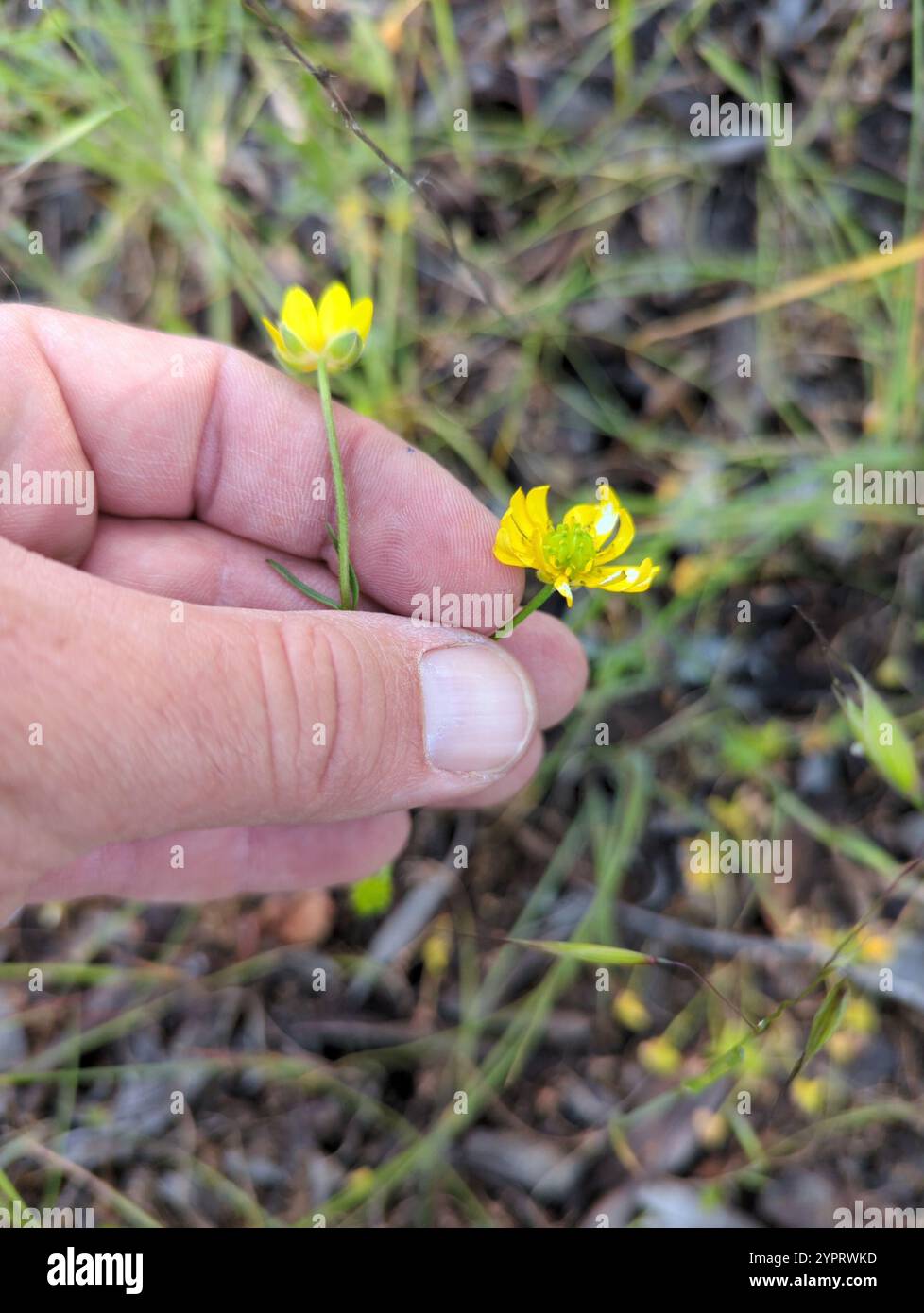 (Ranunculus californicus californicus Stock Photo - Alamy