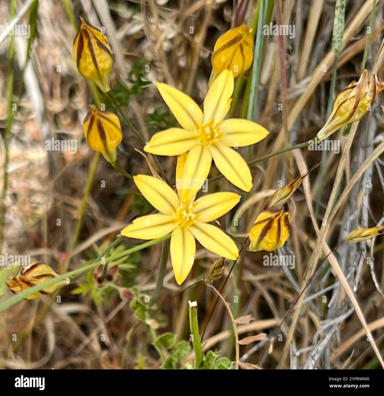 Golden brodiaea hi-res stock photography and images - Alamy
