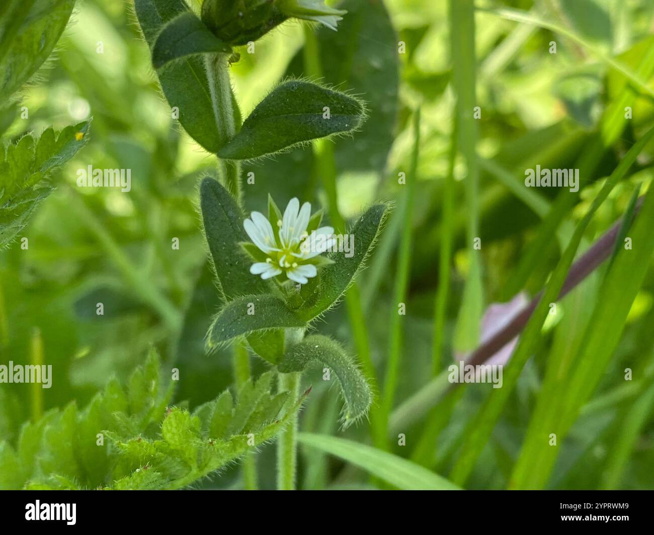 Common mouse-ear chickweed (Cerastium fontanum Stock Photo - Alamy