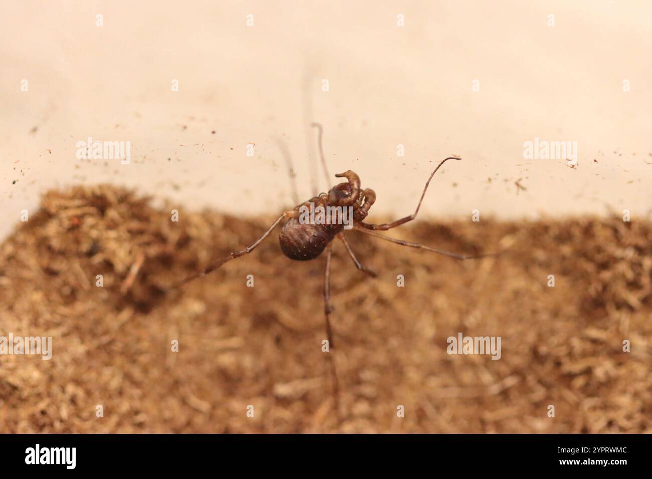 Protolophus hi-res stock photography and images - Alamy