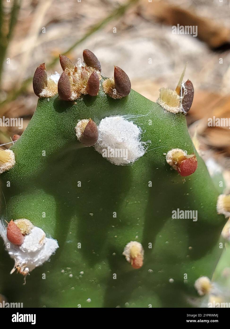 American cochineal bug (Dactylopius confusus Stock Photo - Alamy