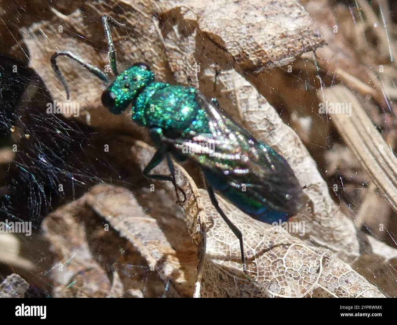 Cuckoo Wasps (Chrysididae Stock Photo - Alamy