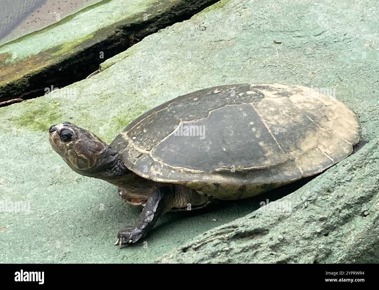 Savanna Side-necked Turtle (Podocnemis vogli Stock Photo - Alamy