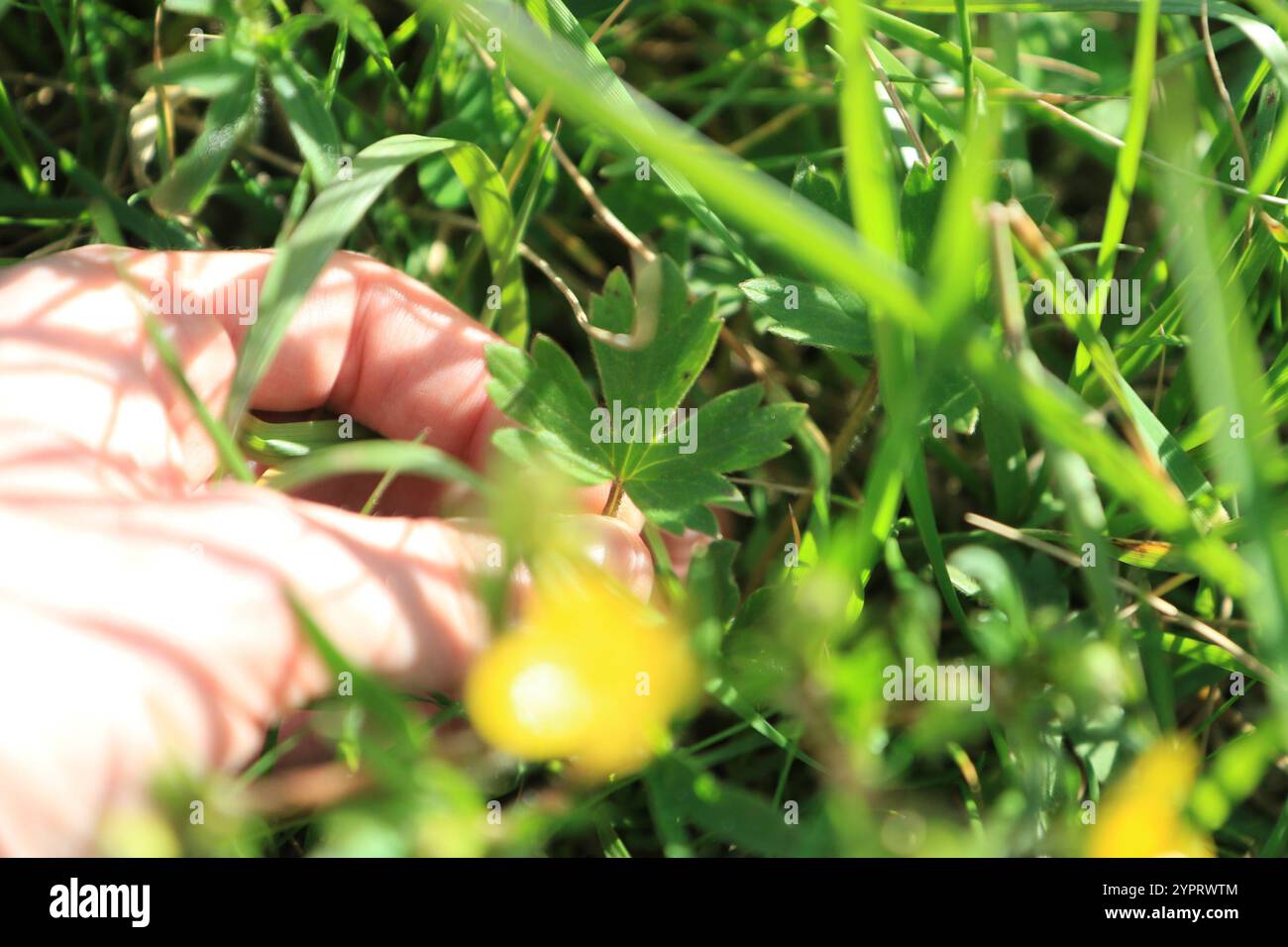 Western Buttercup (Ranunculus occidentalis Stock Photo - Alamy