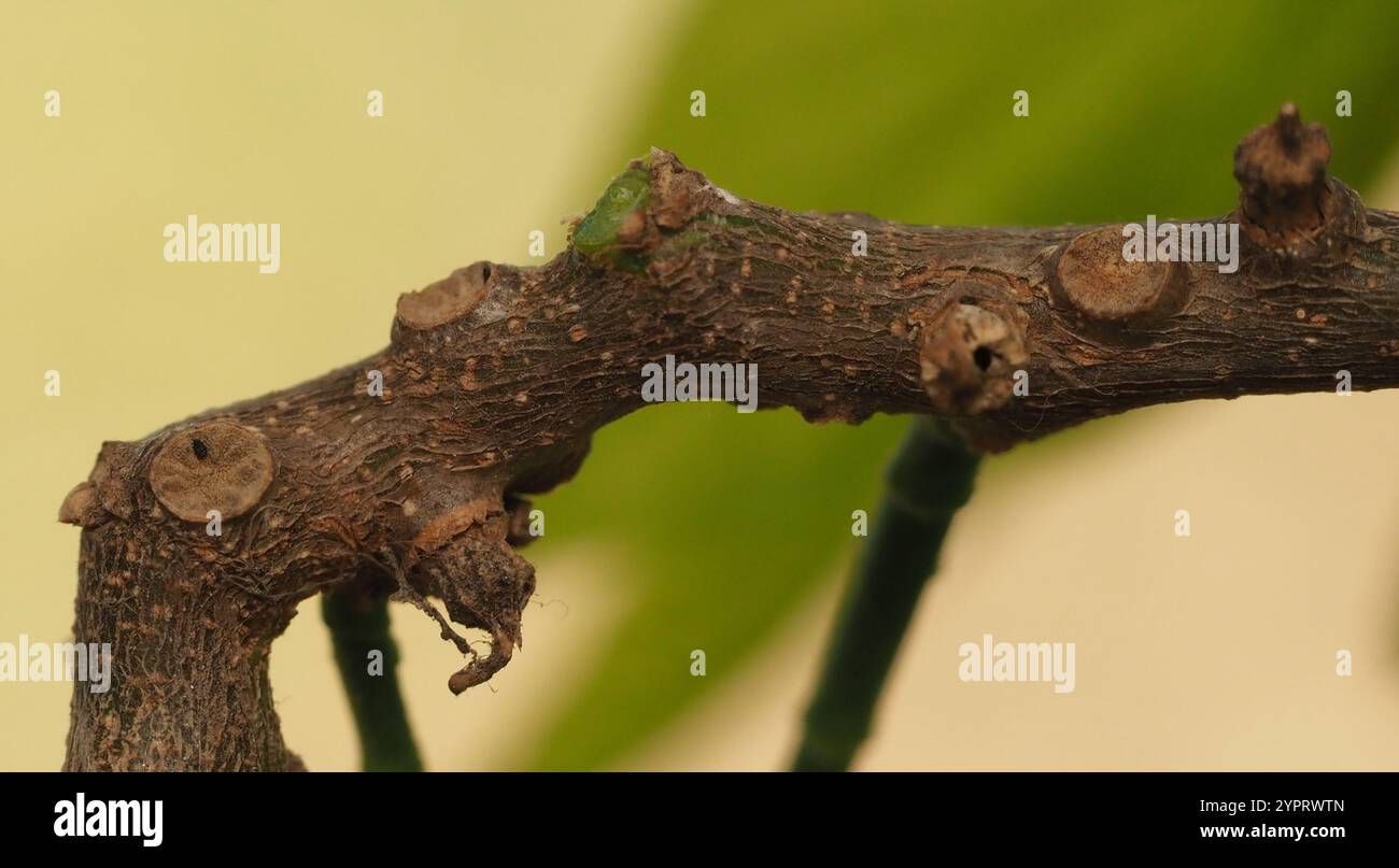 Hackberry Columnar Stem Gall Midge (Celticecis ramicola Stock Photo - Alamy