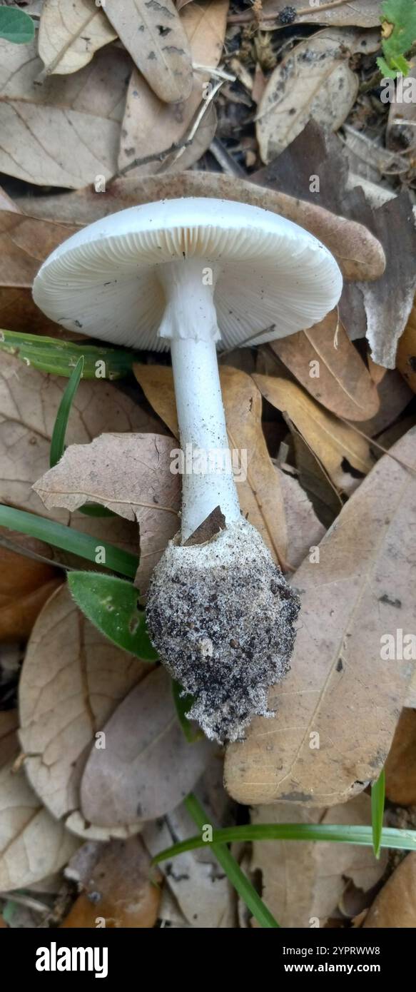 Phalloideae hi-res stock photography and images - Alamy
