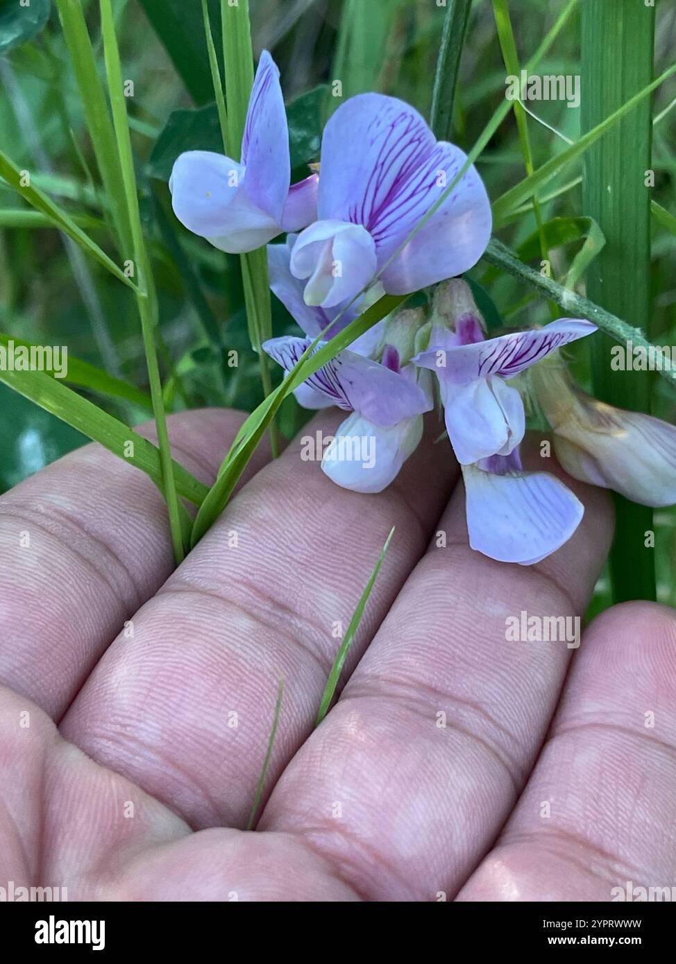 Pacific pea (Lathyrus vestitus Stock Photo - Alamy
