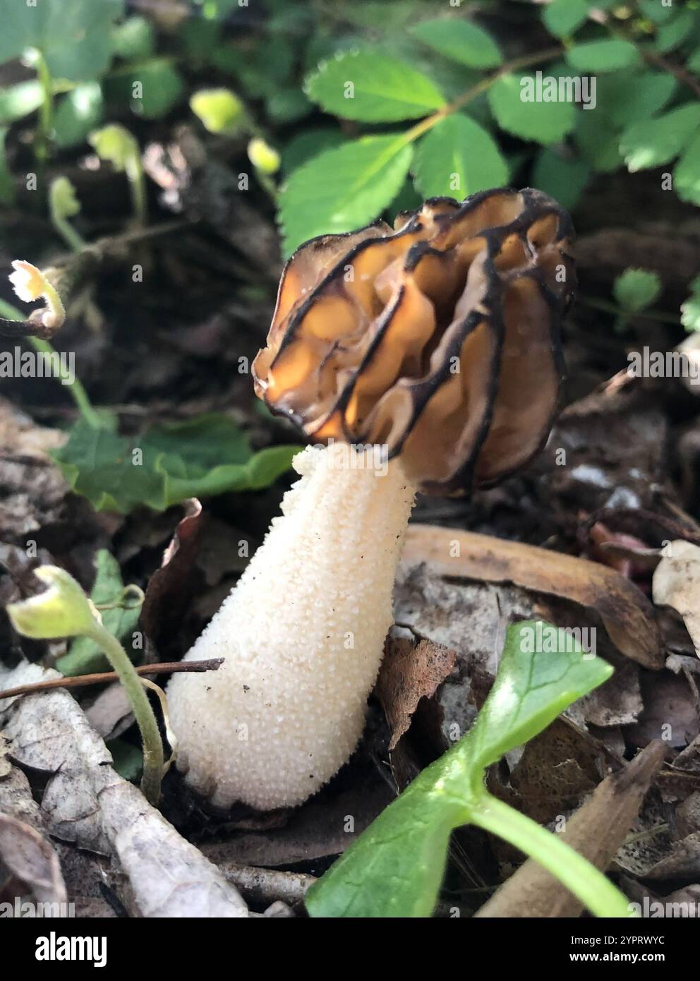 Half-free Morel (Morchella punctipes Stock Photo - Alamy