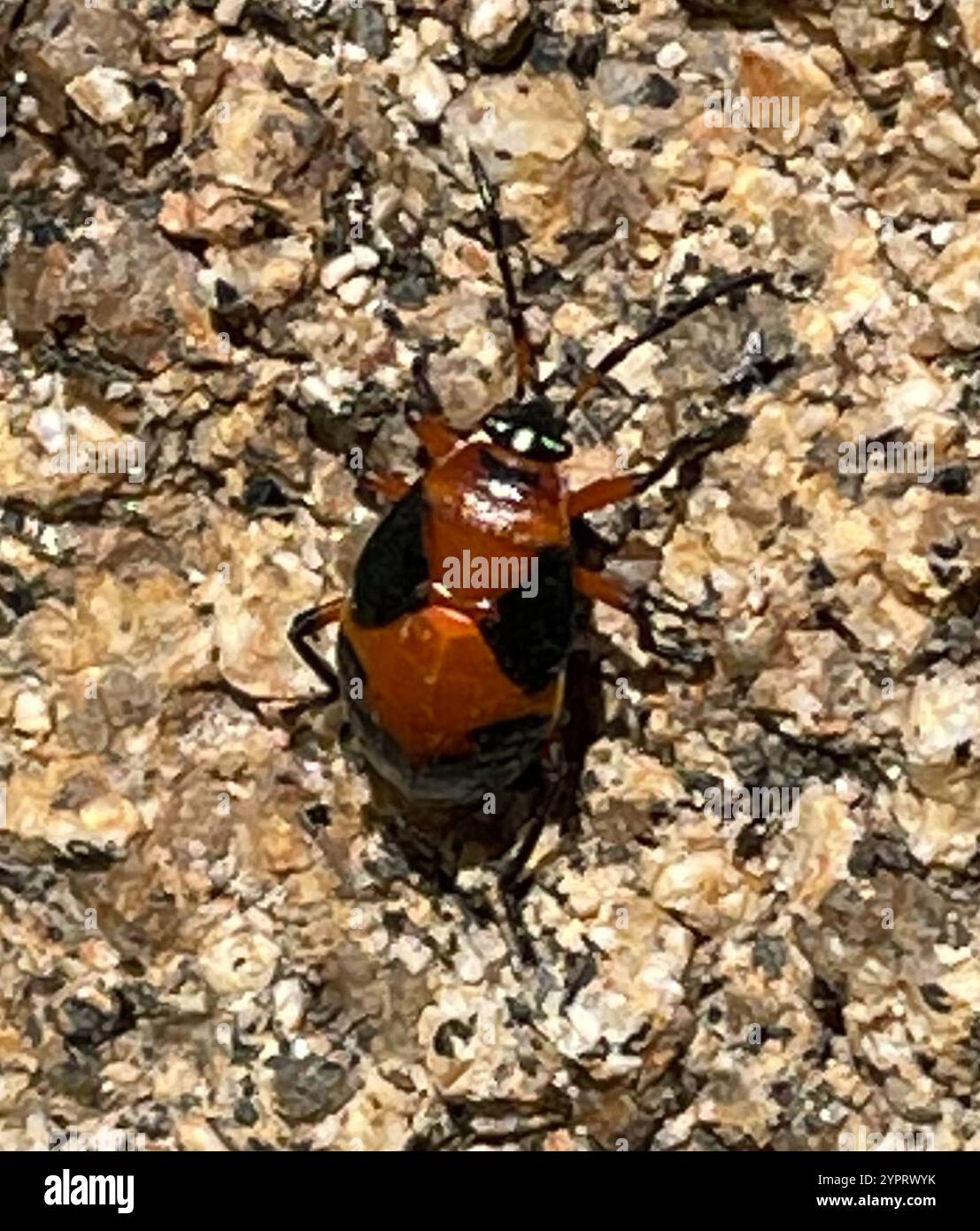 California Bordered Plant Bug (Largus californicus Stock Photo - Alamy